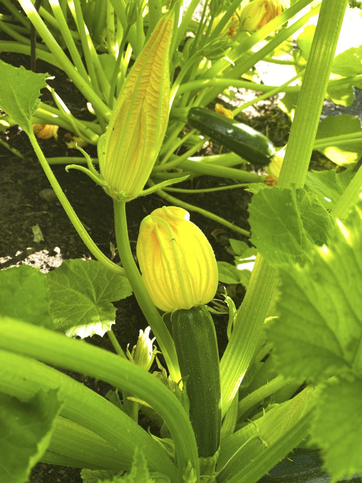 4 asiaa, jotka sinun pitää tietää kesäkurpitsan viljelystä! - GreenCare